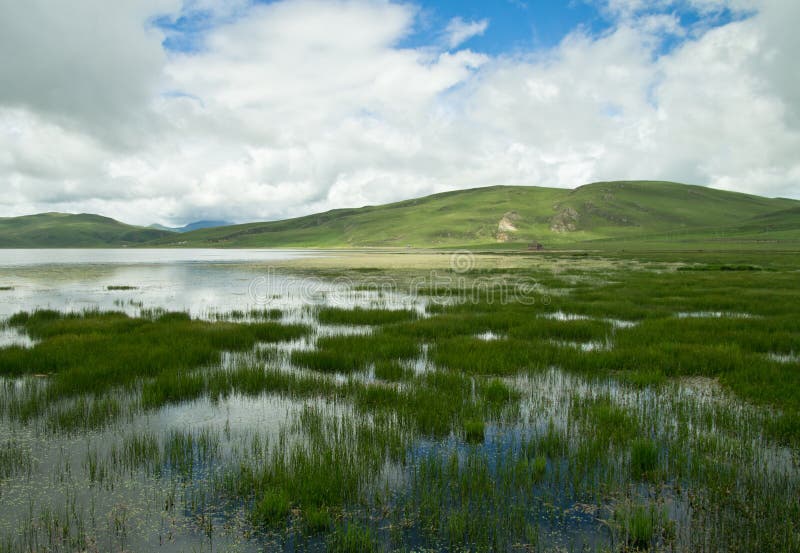Marsh stock photo. Image of wildlife, marsh, protected - 26690088
