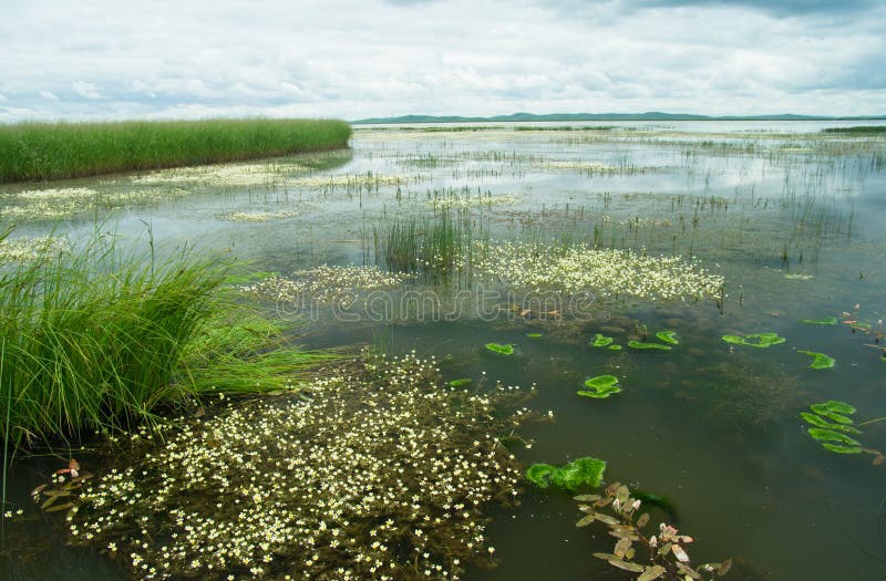 Marsh stock image. Image of mount, plants, protect, protected - 26708277