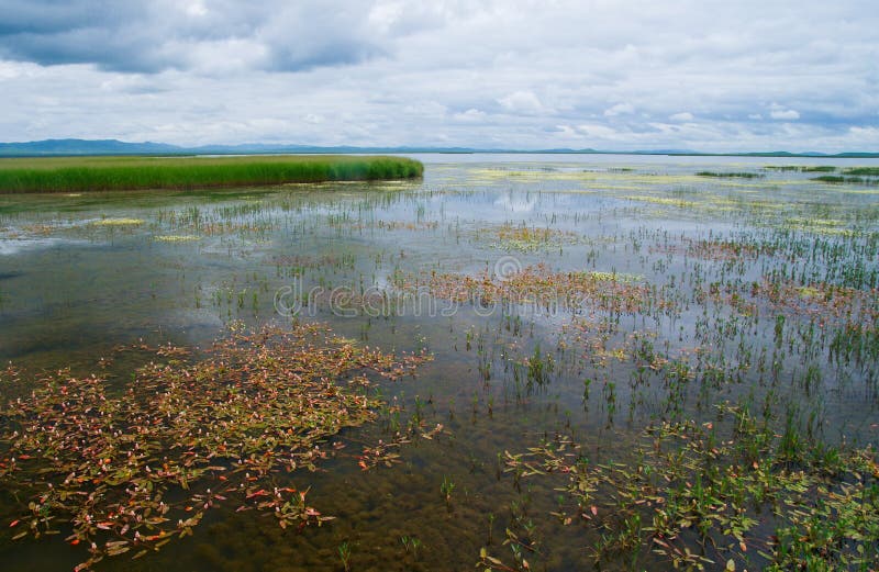Marsh stock photo. Image of reflection, zoige, protect - 26708278