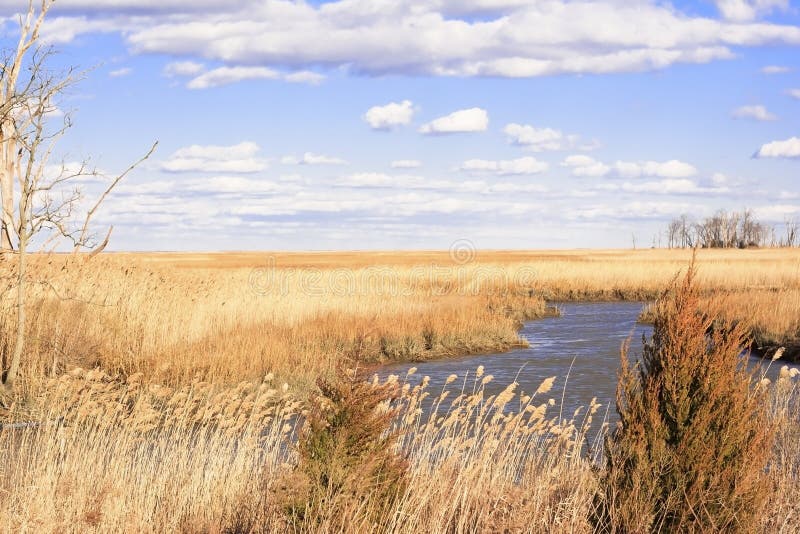 Marsh Scene with Trees and Water Stock Image - Image of wildlife, swamp ...