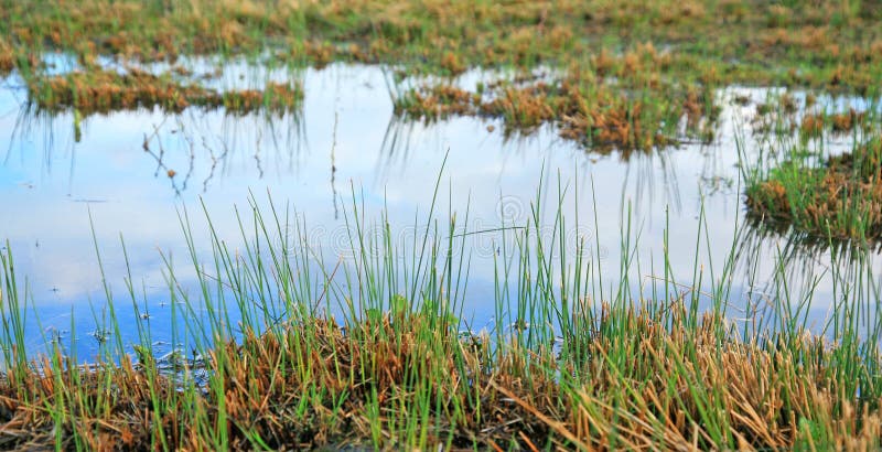 Marsh stock image. Image of wild, environment, land, reflection - 38289935