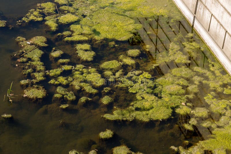 Marsh Algae. Green Models of Algae on the Water. Bog with Organic ...