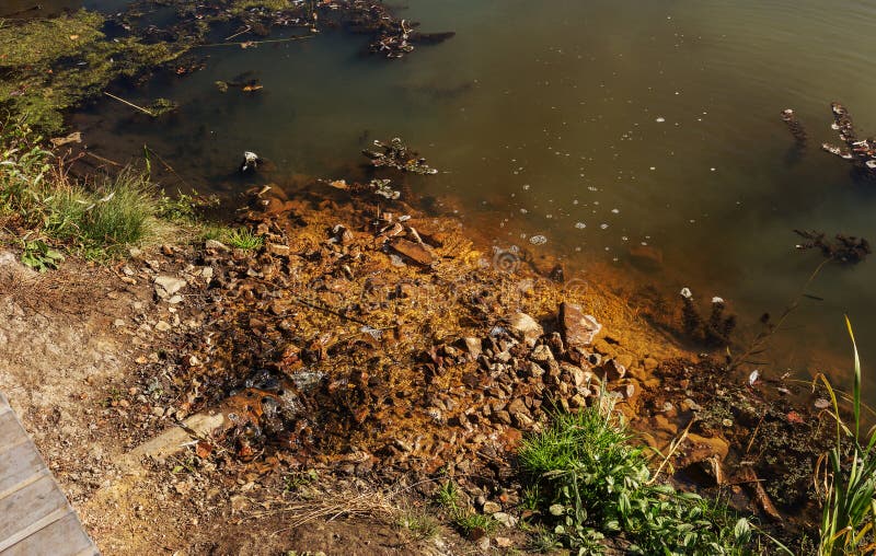 Marsh Algae. Green Models of Algae on the Water. Bog with Organic ...