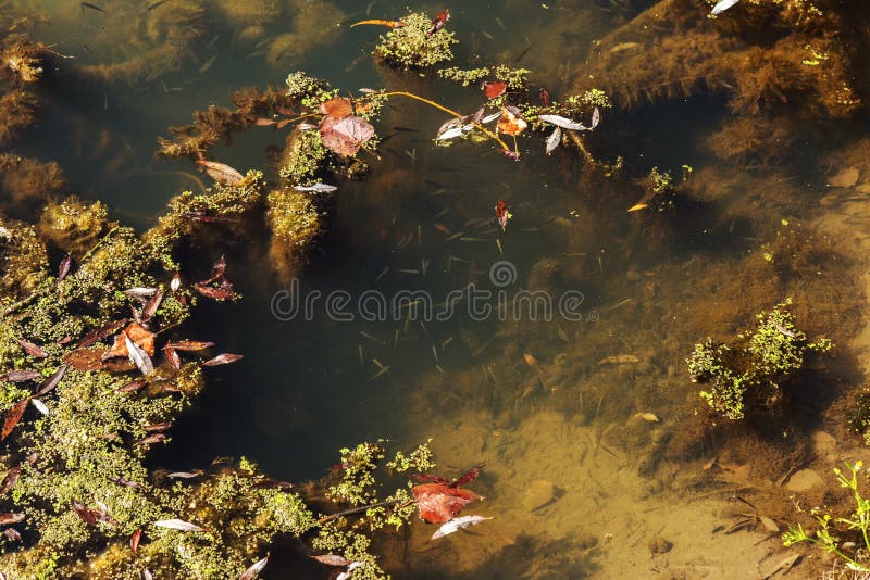 Marsh Algae. Green Models of Algae on the Water. Bog with Organic ...