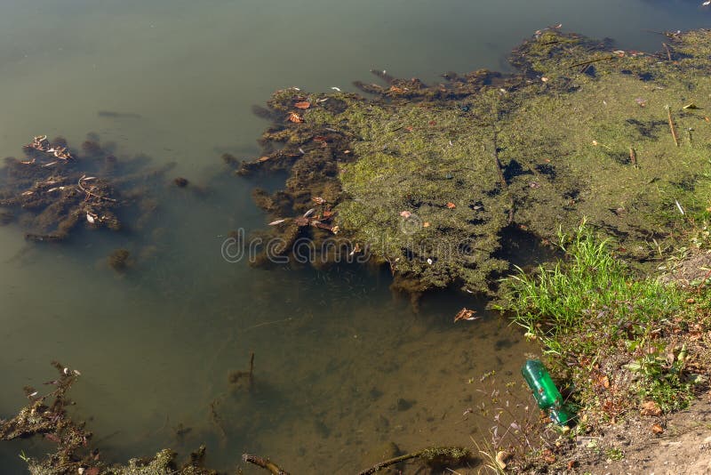 Marsh Algae. Green Models of Algae on the Water. Bog with Organic ...