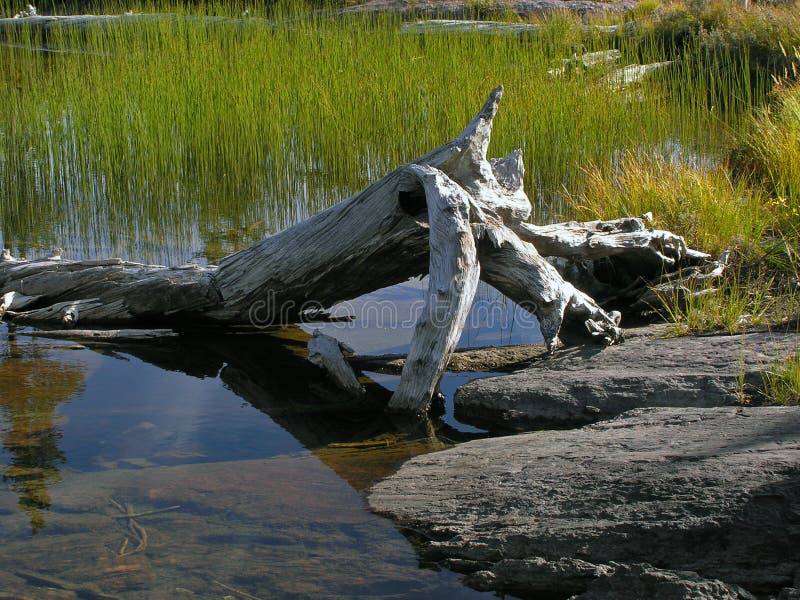 Marsh Along the Trail stock photo. Image of pristine, rock - 3218946