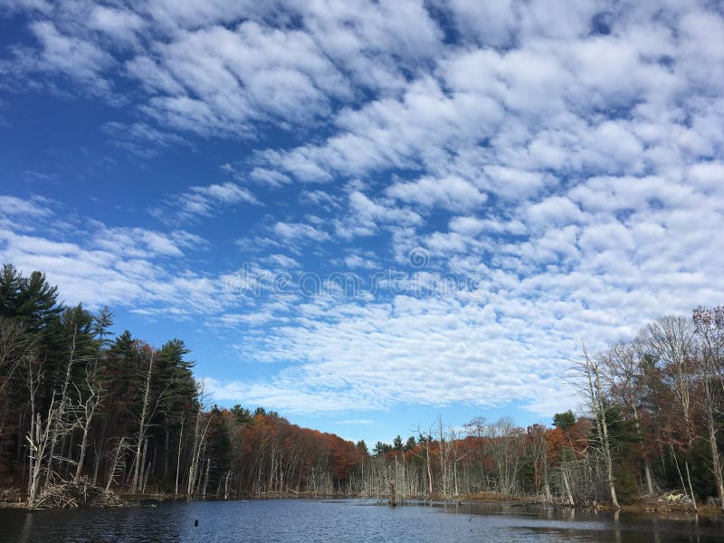 Marsh in autumn stock photo. Image of nature, preserve - 88867212