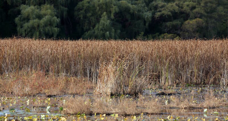 Marsh in Autumn with Reeds and Trees Stock Image - Image of national ...