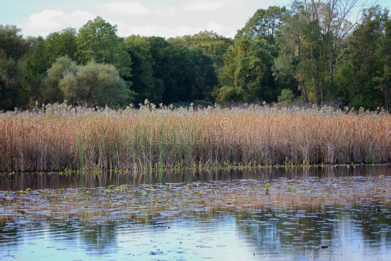 Marsh in Autumn with Reeds and Trees Stock Image - Image of landscape ...