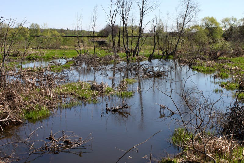 Marsh with Blue Water, Green Grass and Dry Trees. Horizontal View ...