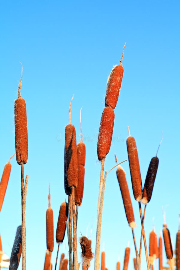 Red bulrush stock image. Image of bullrush, grass, park - 20160347