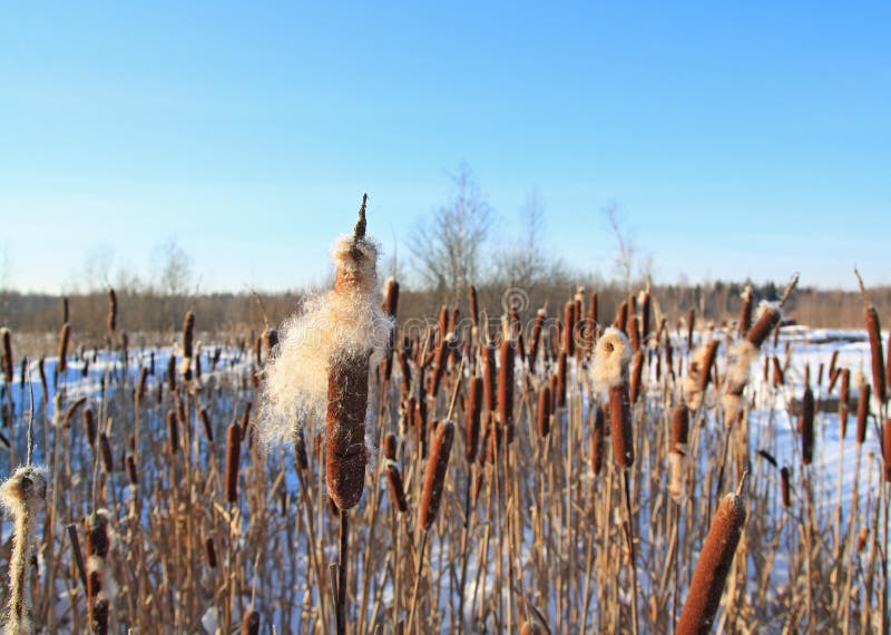 Bulrush bed stock photo. Image of water, environment - 66680128