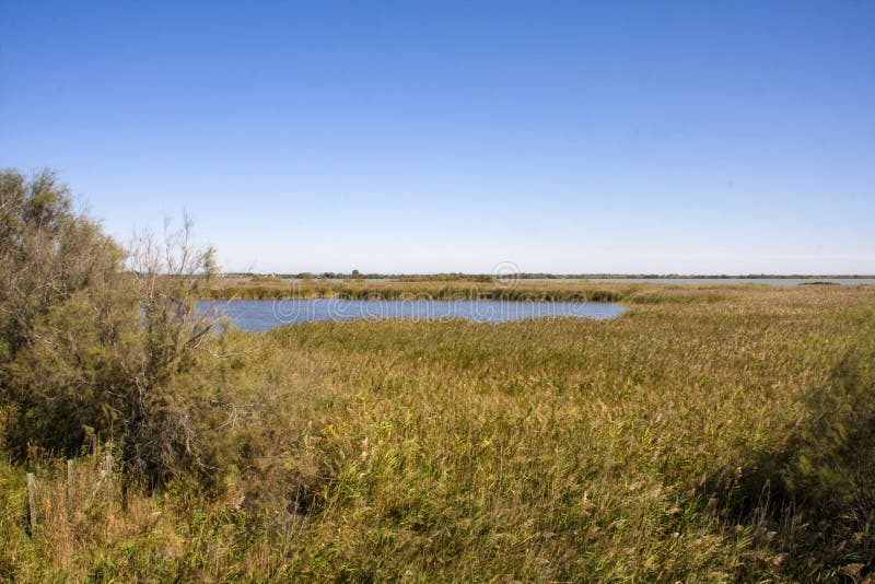 Marsh in Camargue stock image. Image of sand, camargue - 30823775