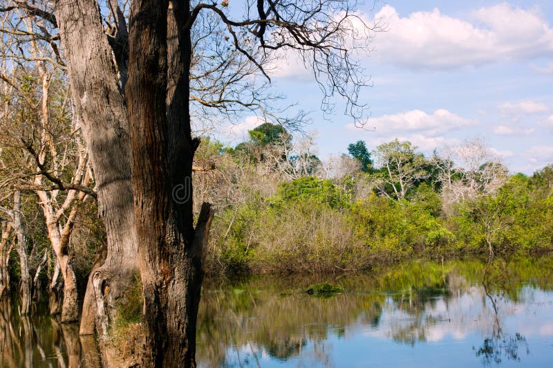 Marsh in Cambodia stock image. Image of blue, skies, cambodia - 28427279