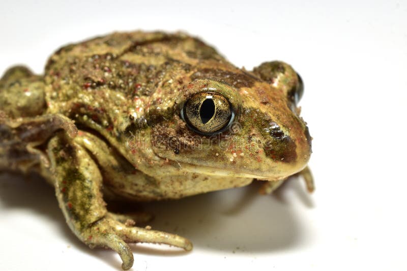Marsh-colored ground frog stock image. Image of endangered - 374641101