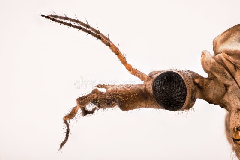 Marsh Crane Fly, Crane Fly, Tipula Oleracea Stock Image - Image of ...