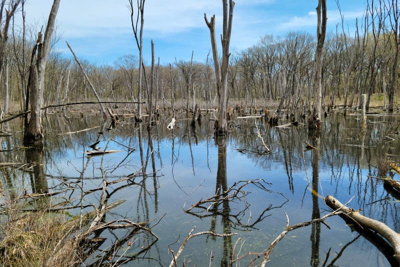 Marsh with Dead Trees stock image. Image of earth, climate - 217145841