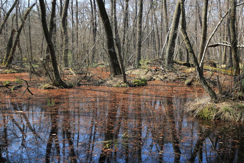 Marsh in deep forest stock image. Image of plant, marsh - 144288869