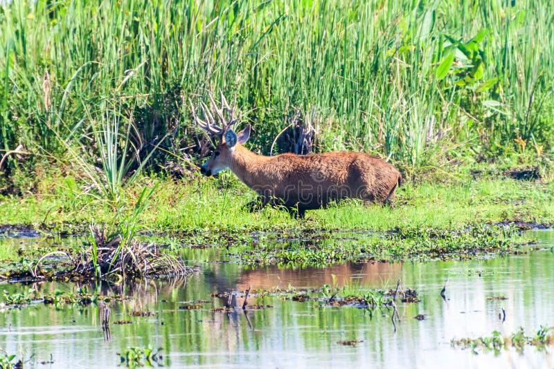 Marsh deer stock photo. Image of park, esteros, feed - 131399726