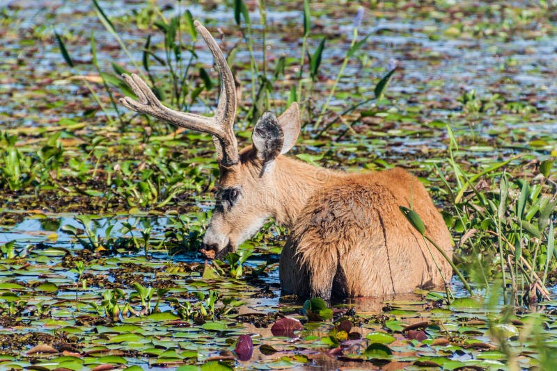 Marsh deer stock photo. Image of park, alert, brown - 131400286