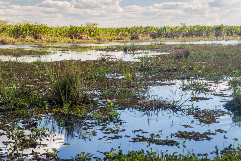 Marsh deer stock photo. Image of hunting, america, dichotomus - 131400612