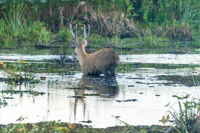 Marsh deer stock image. Image of animal, dichotomus - 131400719