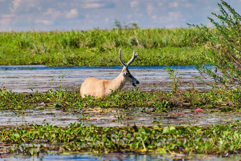 Marsh deer stock image. Image of cute, dichotomus, feed - 131400007
