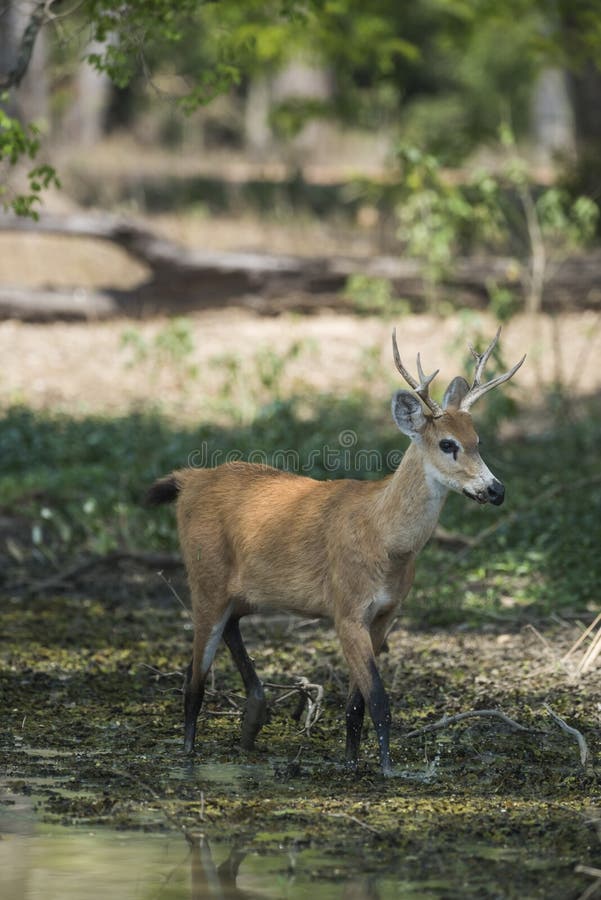 Marsh Deer, Pantanal Brazil Stock Photo - Image of deer, mammal: 184732556