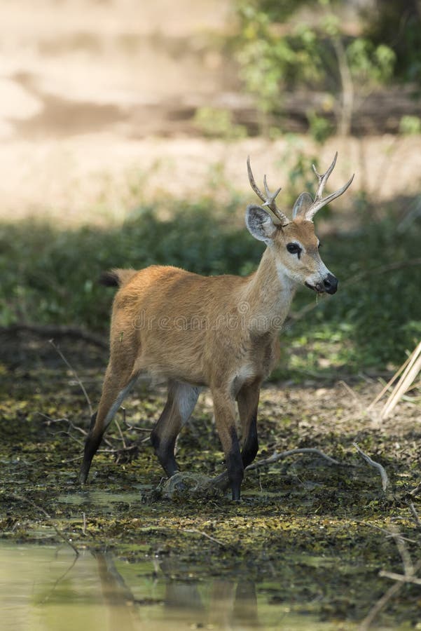 Marsh Deer, Pantanal Brazil Stock Image - Image of wildlife, jungle ...