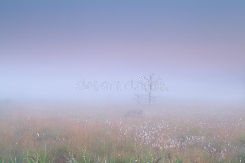Marsh in dense fog stock photo. Image of calm, netherlands - 42097228