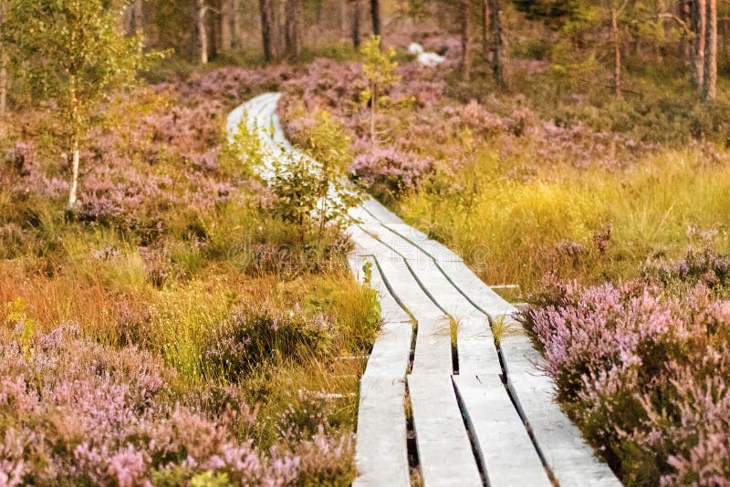 Mud Quicksand Swamp Stock Photos - Free & Royalty-Free Stock Photos ...