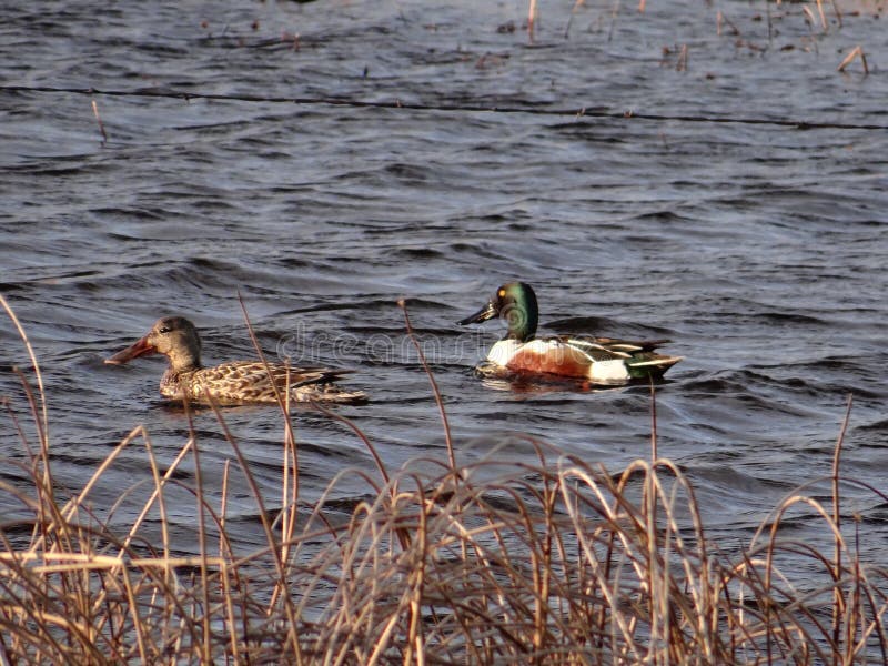 Marsh ducks stock image. Image of family, care, freshwater - 19897217
