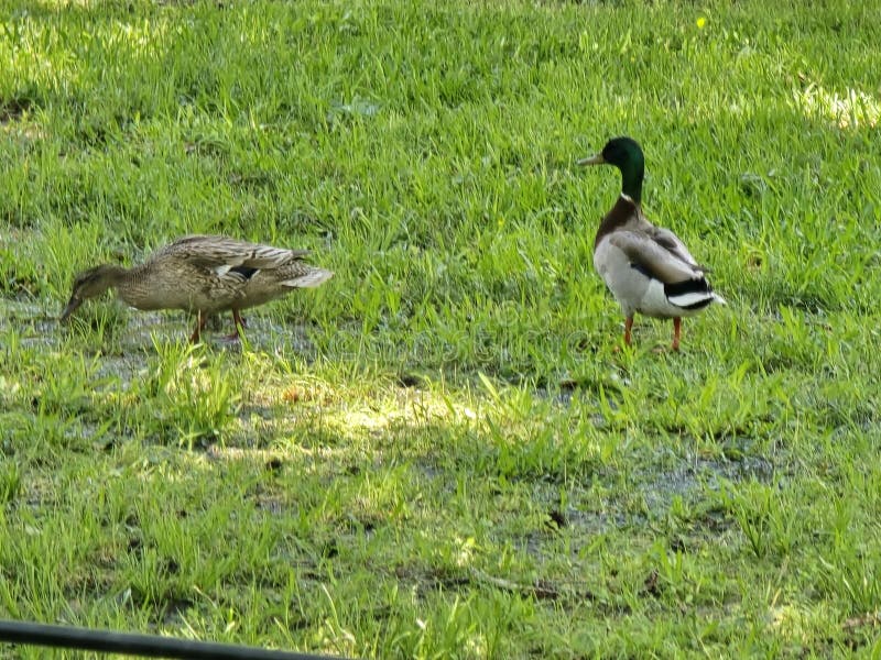 A Pair of Ducks Wandering Around in the Marsh Stock Image - Image of ...