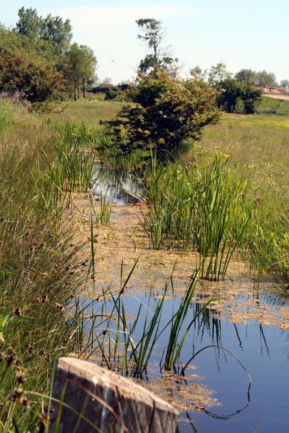 Marsh stock photo. Image of tree, waterway, unnavigable - 857964