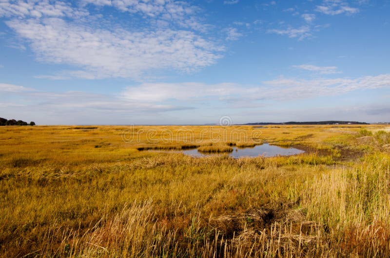 Marsh, Fall Colors: Yellow, Light Green, Golden. Plants, Lake, Pond ...