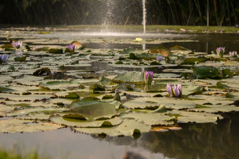 Marsh flower stock photo. Image of blossom, marsh, lily - 139522456
