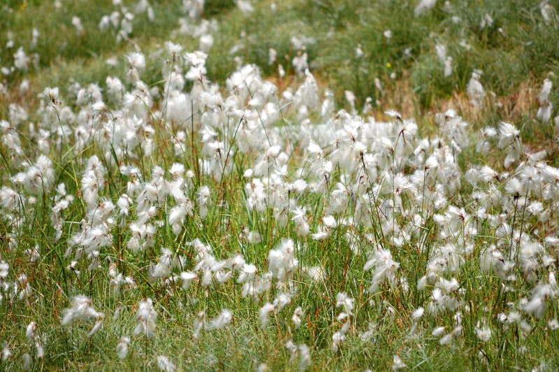 Marsh flowers stock image. Image of nature, park, swamp - 10837427