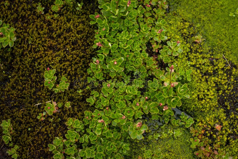 Marsh flowers and moss stock image. Image of marsh, outdoors - 57543955