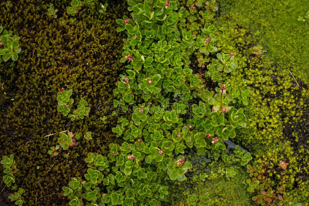 Marsh flowers and moss stock image. Image of marsh, outdoors - 57543955