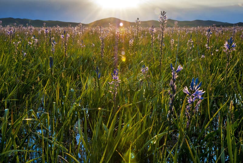 Marsh Flowers and runrise stock photo. Image of flowers - 25206548