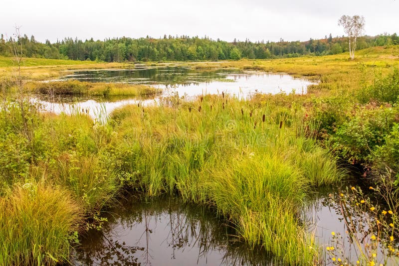 Marsh in forest stock photo. Image of pond, meadow, reflection - 266713198
