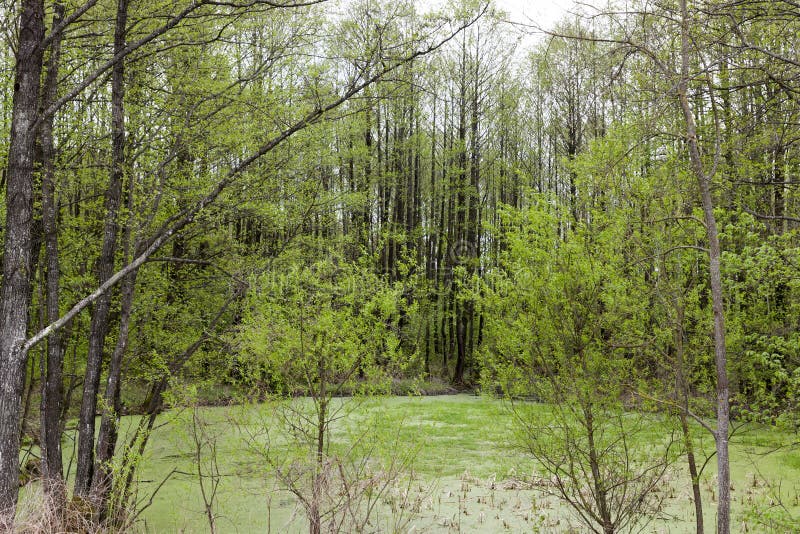 Marsh in the forest stock image. Image of grow, beautiful - 132904427