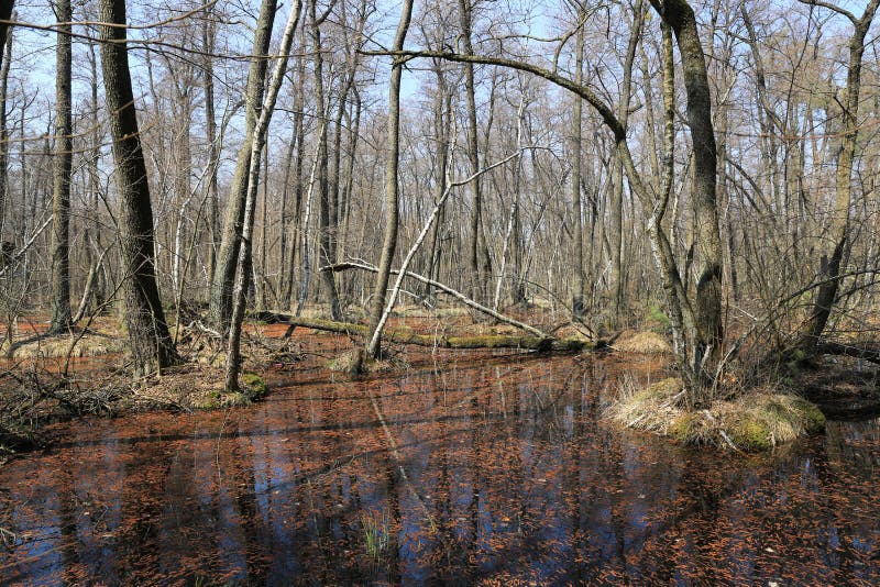 Forest marsh stock image. Image of bush, nymphaea, green - 19574821
