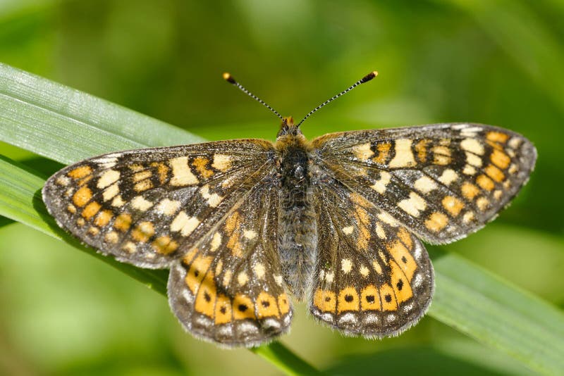 Marsh Fritillary Butterfly, Euphydryas Aurinia Stock Photo - Image of ...