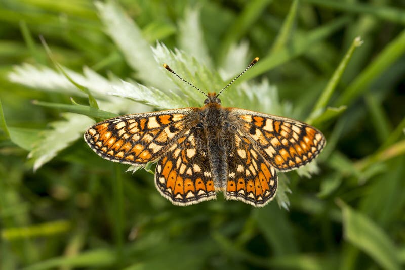 Marsh Fritillary Butterfly, Euphydryas Aurinia Stock Photo - Image of ...