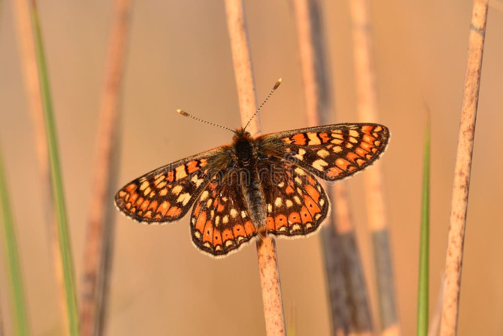 Marsh fritillary butterfly stock image. Image of insect - 31484139