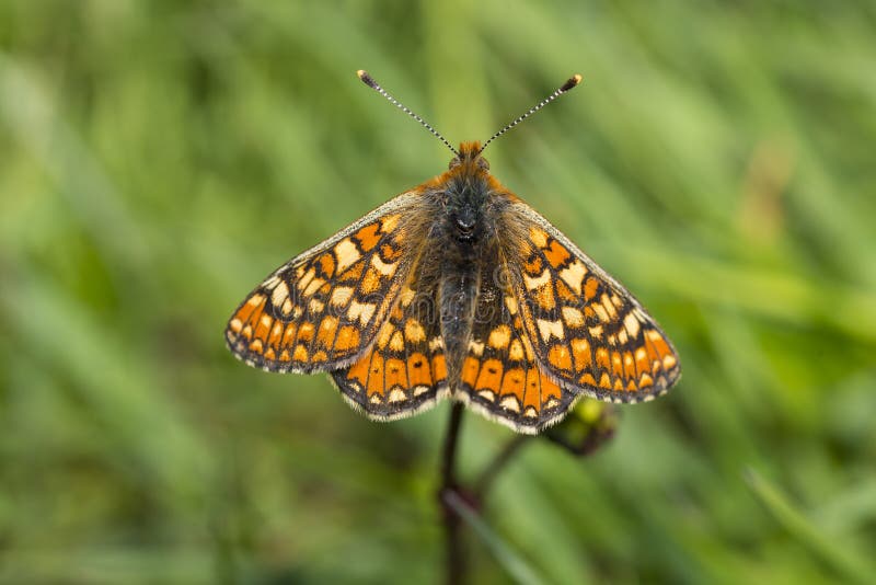 Marsh Fritillary Butterfly, Euphydryas Aurinia Stock Photo - Image of ...