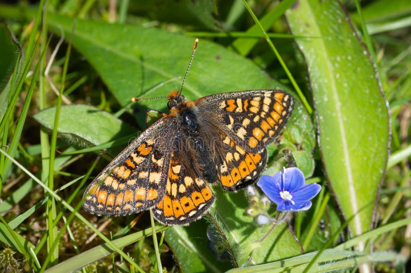 Marsh Fritillary Butterfly beside a Small Blue Flower Stock Photo ...