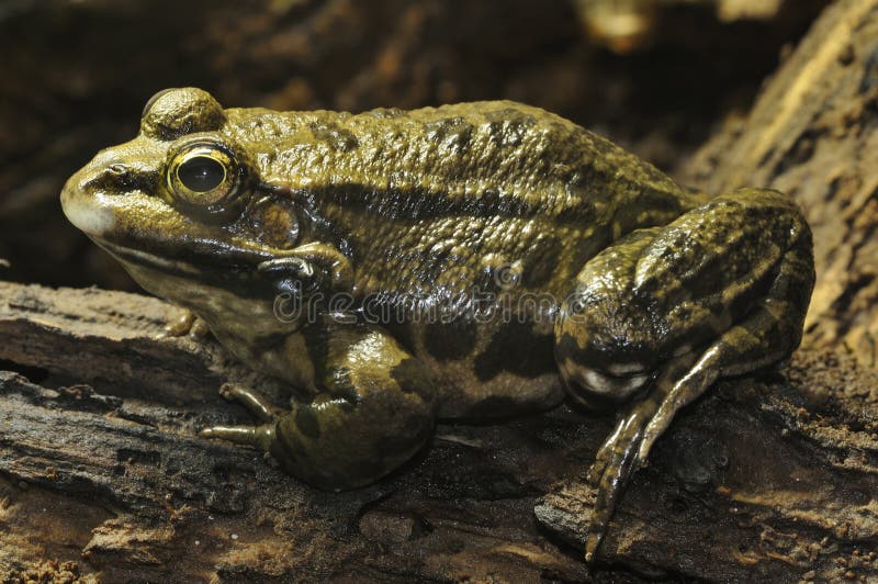 Pacific Tree Frog Calling stock photo. Image of green - 11912172