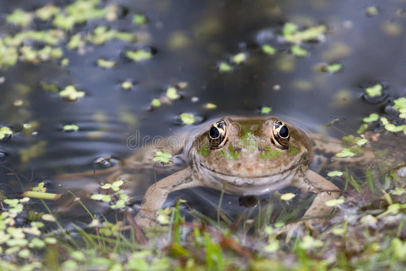 The frog is coming out stock photo. Image of detail - 110866768
